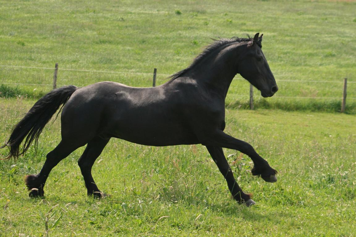 Friesenpferd Im Galopp