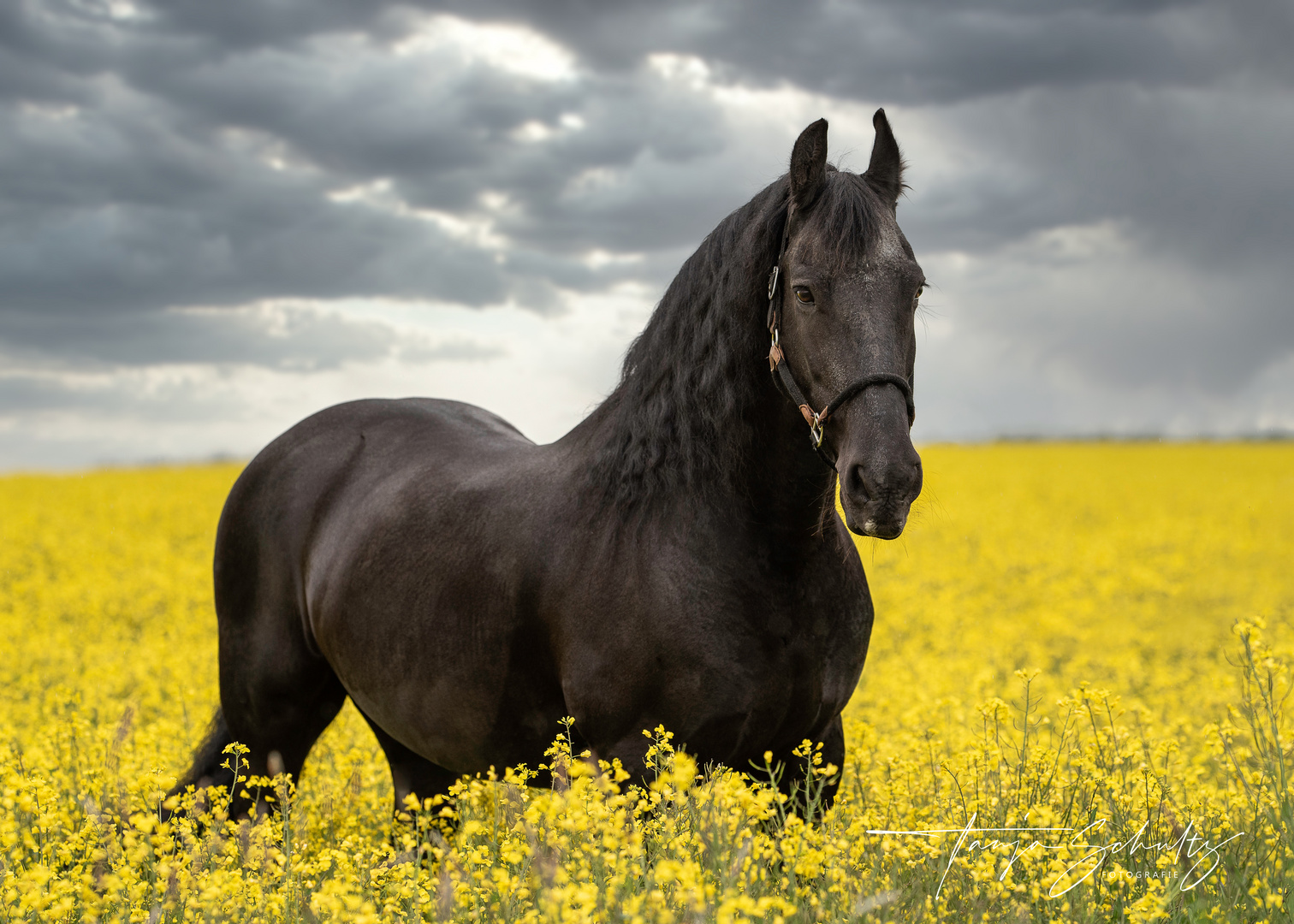 Friese im Raps Foto & Bild | tiere, haustiere, pferde, esel, maultiere ...
