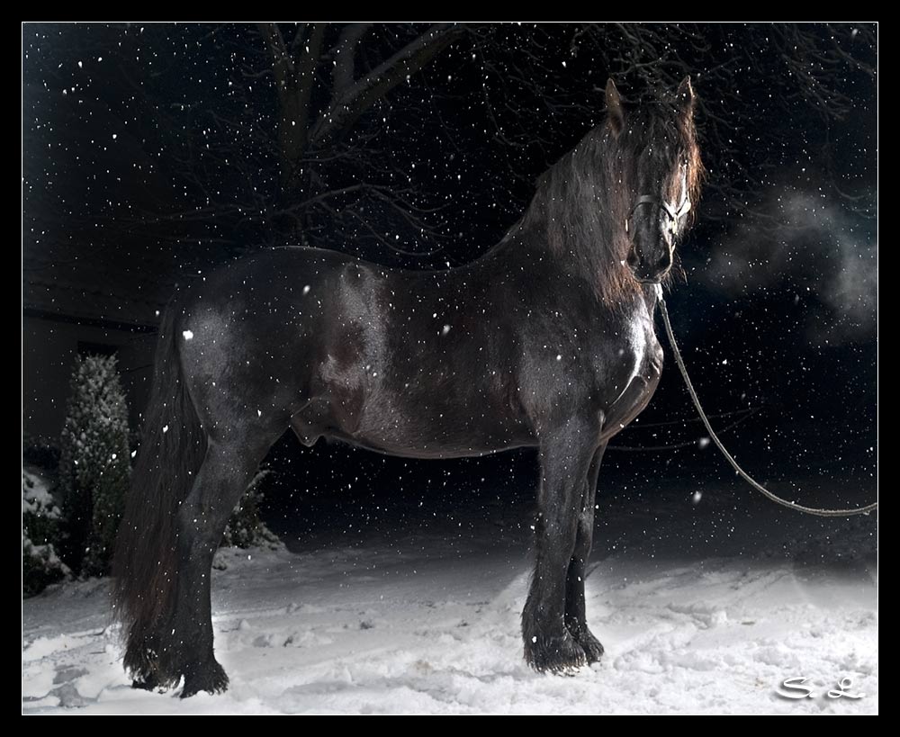 Friese im Schneegestöber Foto & Bild | tiere, haustiere, pferde, esel ...