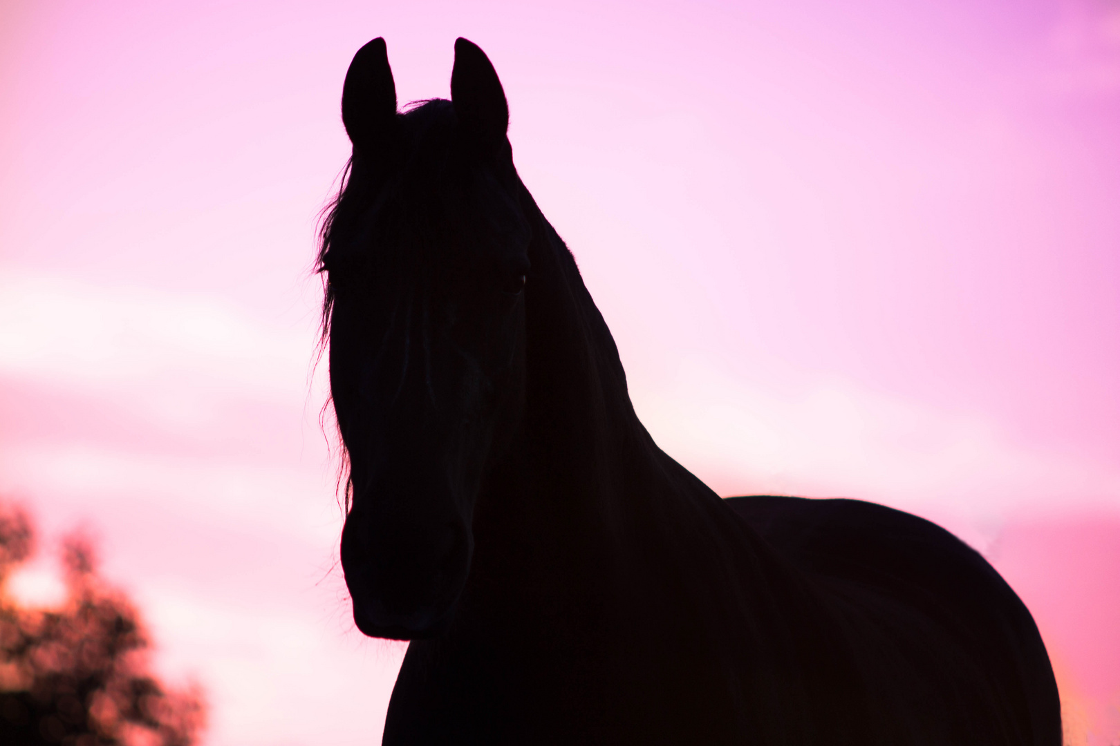 Friese in Sonnenuntergang Foto & Bild | tiere, haustiere ...
