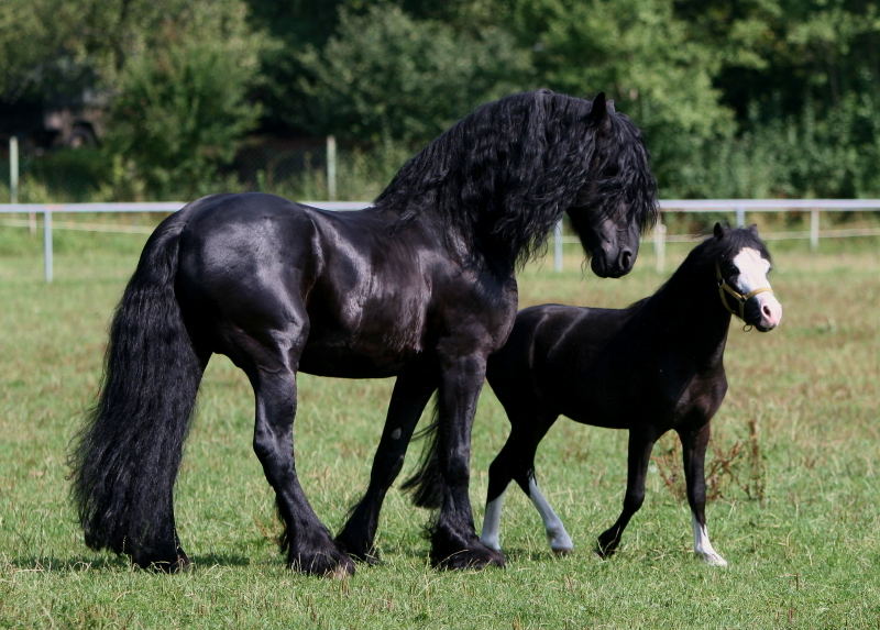 Friese mit Knutschpartner Foto & Bild | tiere, haustiere, pferde, esel ...