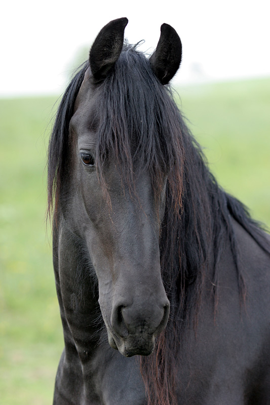 Friese (noch vom Sommer) Foto & Bild | tiere, haustiere, pferde, esel ...