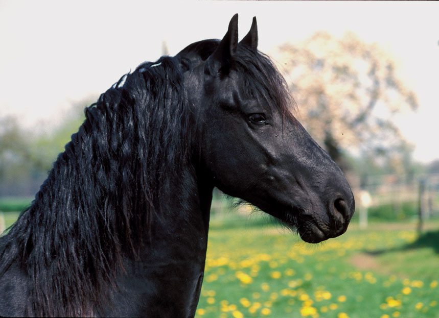 Friese "Taris" Foto & Bild | tiere, haustiere, pferde, esel, maultiere ...