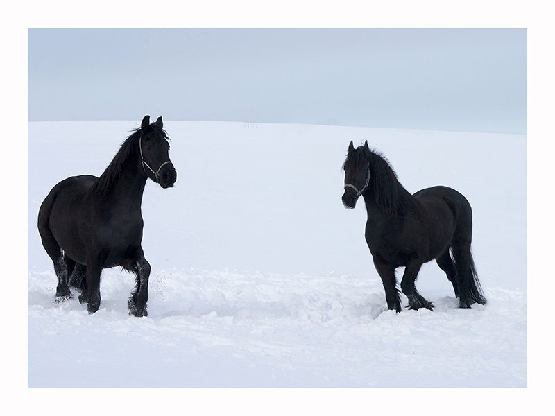 " Friese`n " Foto & Bild | tiere, haustiere, pferde, esel, maultiere ...