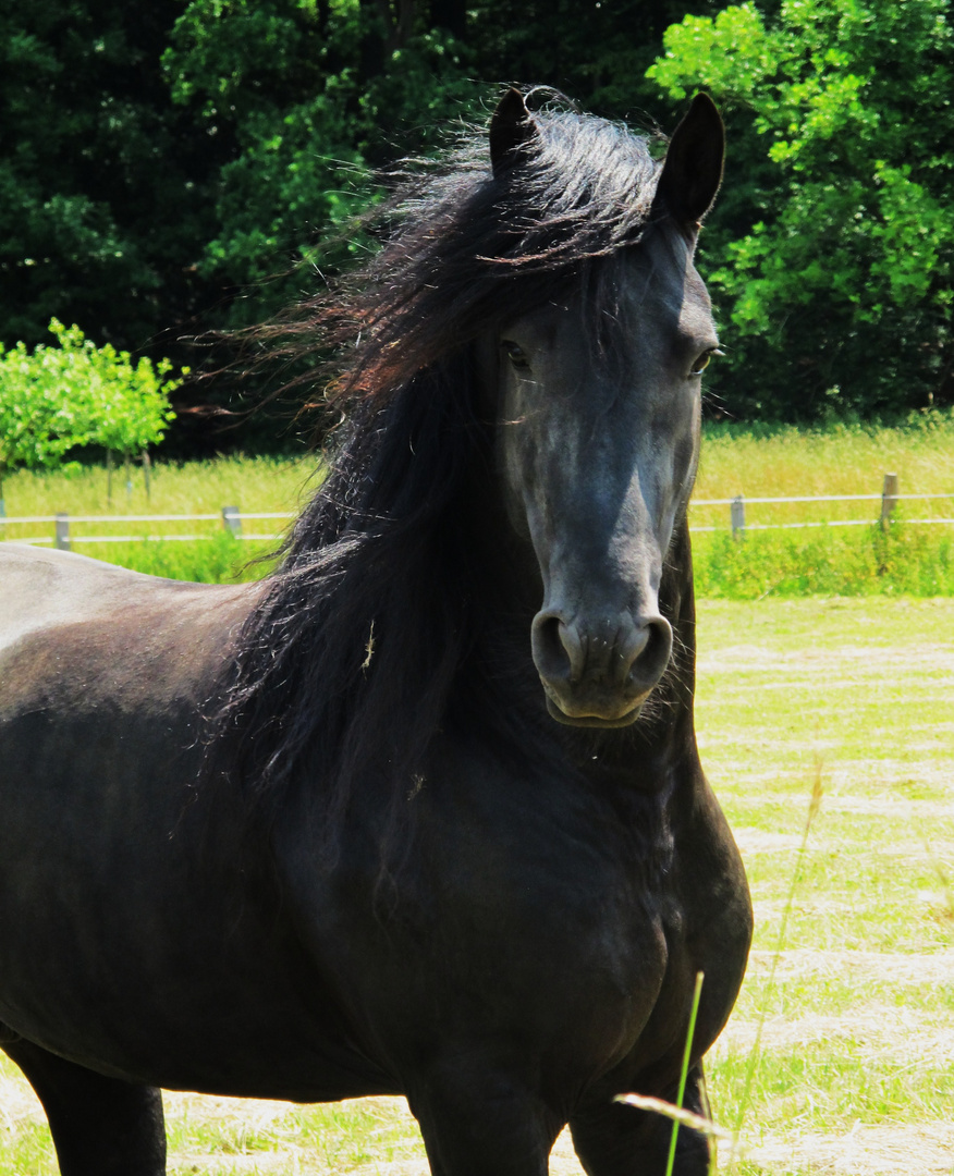 friesen hengst nemo Foto & Bild | tiere, natur Bilder auf fotocommunity