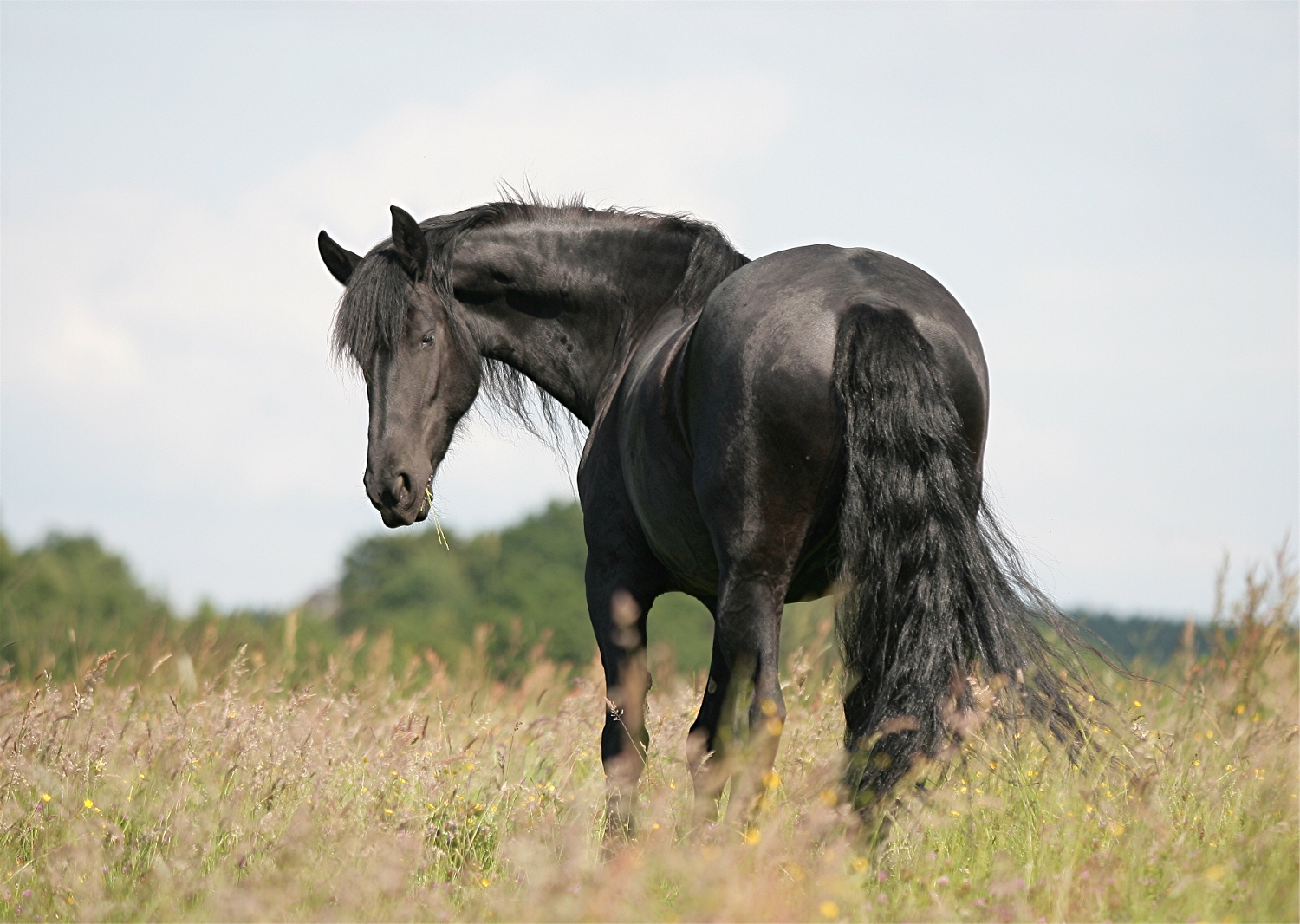Friesen Wiese Foto & Bild | tiere, haustiere, pferde, esel, maultiere ...