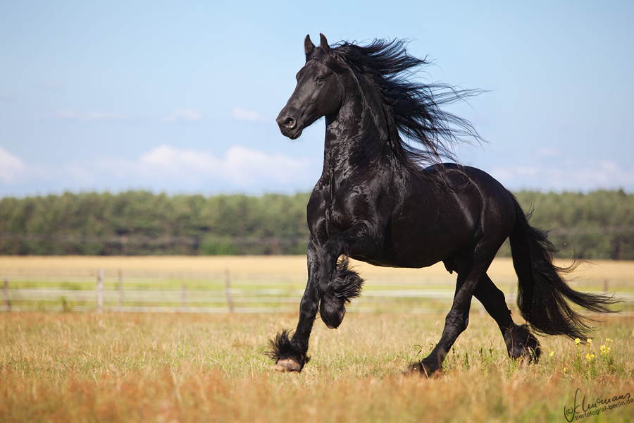 Friesenjung Foto & Bild | tiere, haustiere, pferde, esel, maultiere ...