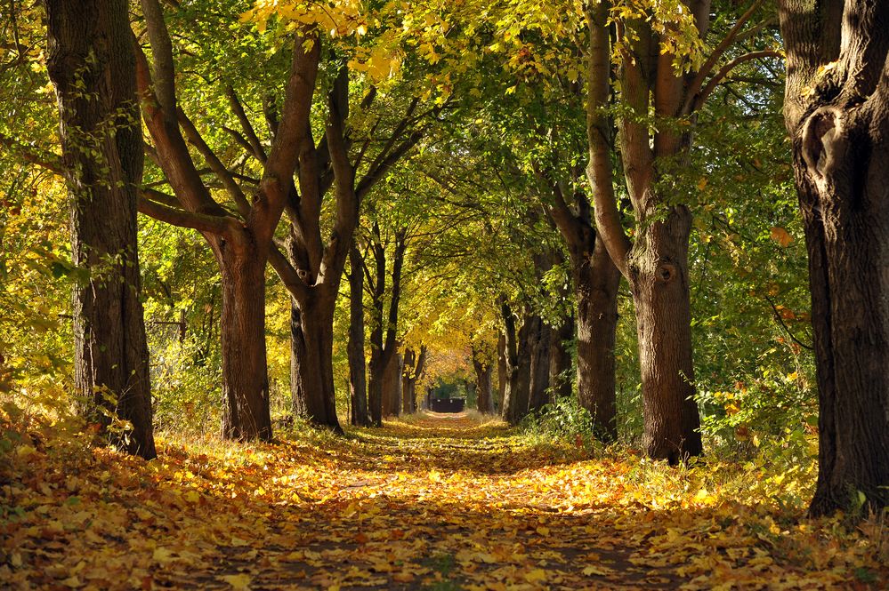 frisc-h-erbst Foto & Bild | rund um gnoien, baum, weg Bilder auf ...