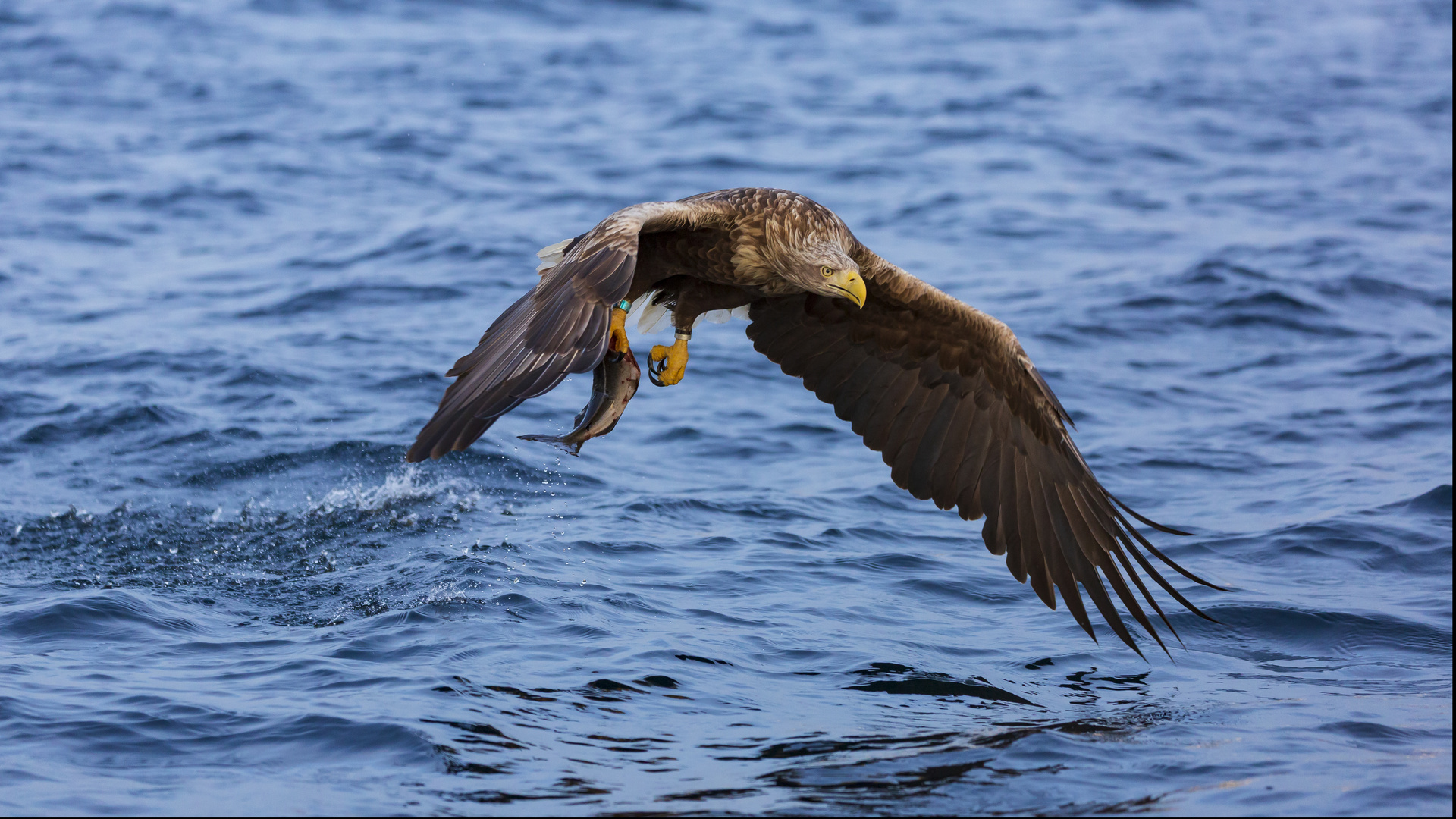 Frisch Fisch 2 Foto & Bild | tiere, wildlife, wild lebende vögel Bilder ...