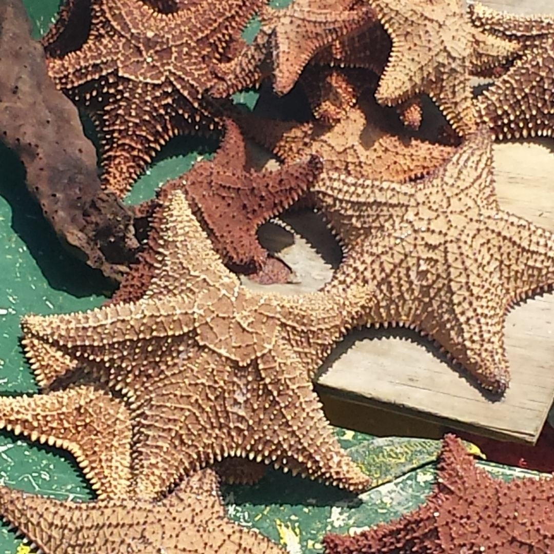 Frisch gefangene Seesterne Foto & Bild | meer, natur, ozean Bilder auf ...