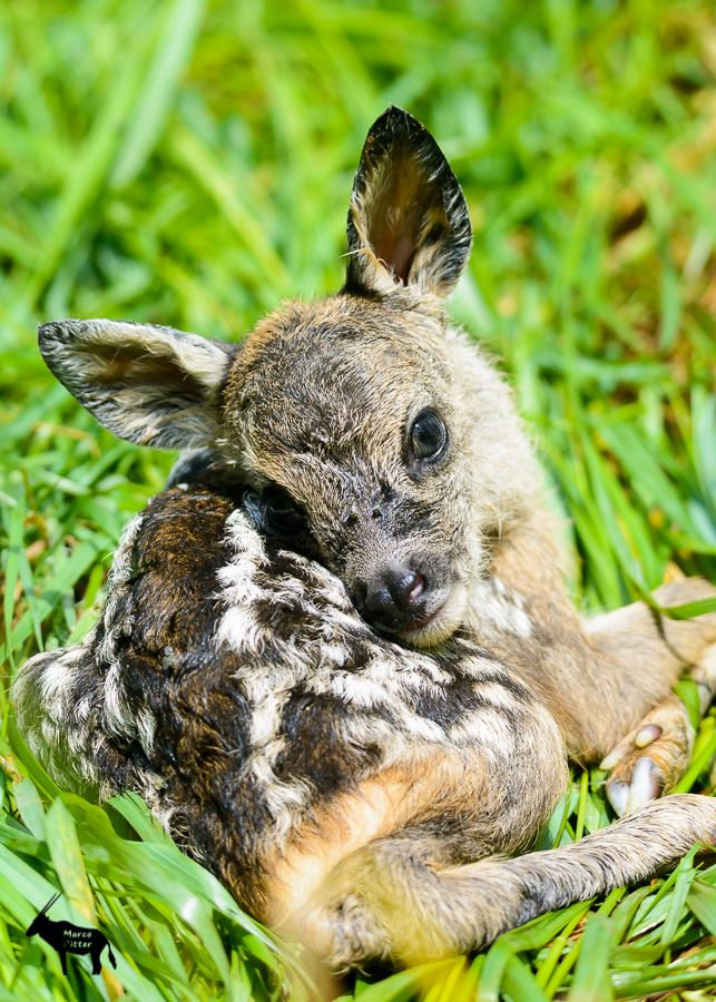 Frisch gesetztes Rehkitz Foto & Bild | natur, tiere, wildlife Bilder ...