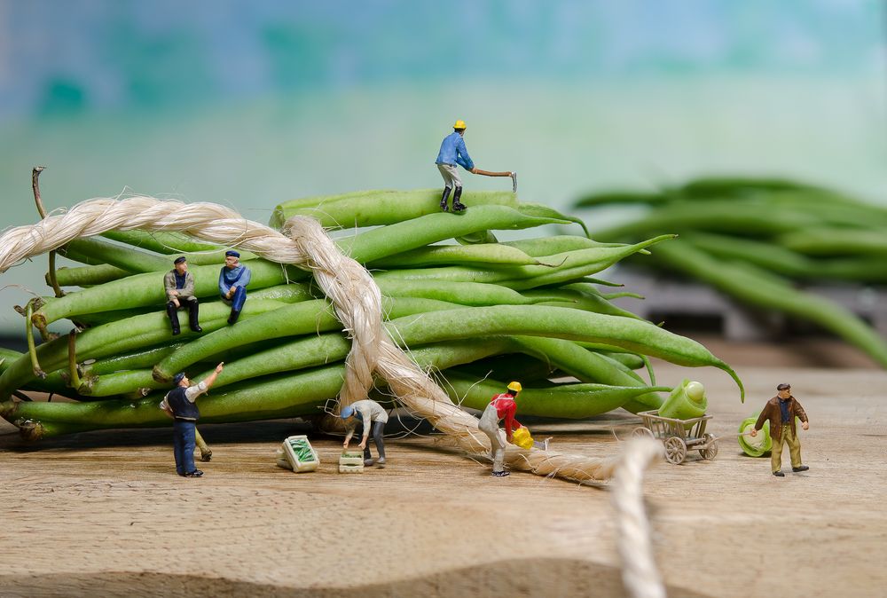 Frische Bohnen... Foto & Bild | stillleben, food-fotografie, food ...