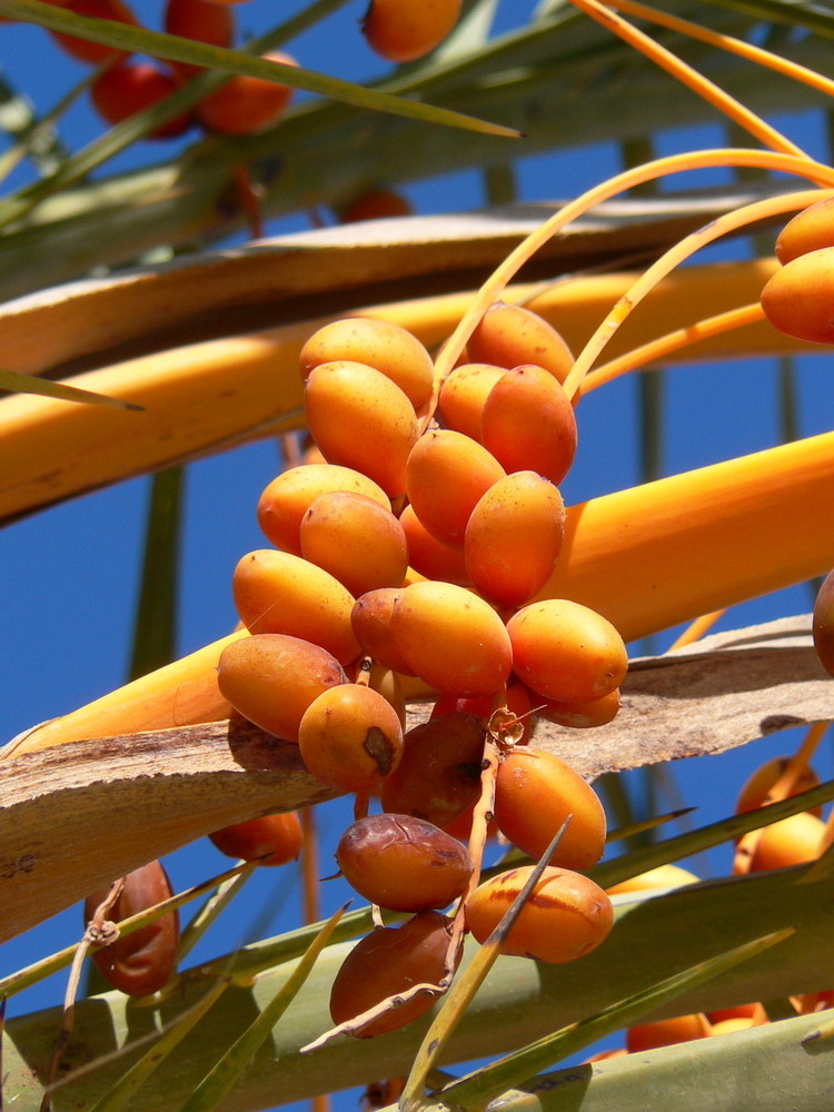 frische datteln.. Foto & Bild | africa, north africa, tunisia Bilder ...