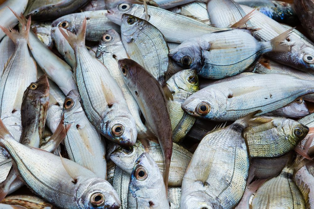 Frische Fische (2) Foto & Bild | italy, world, europa Bilder auf ...