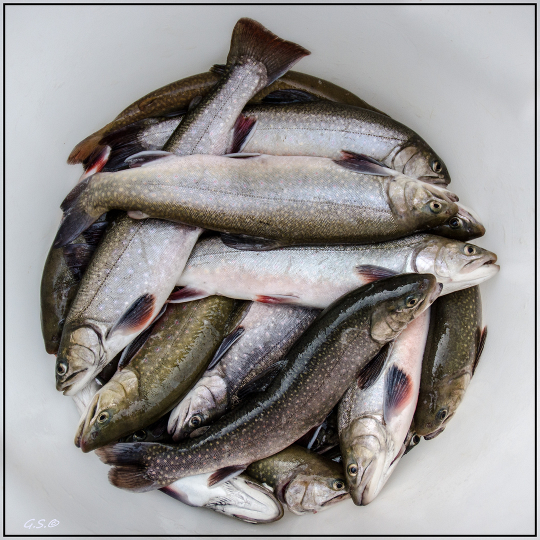 frische Fische Foto & Bild | tiere, wildlife, fische Bilder auf ...