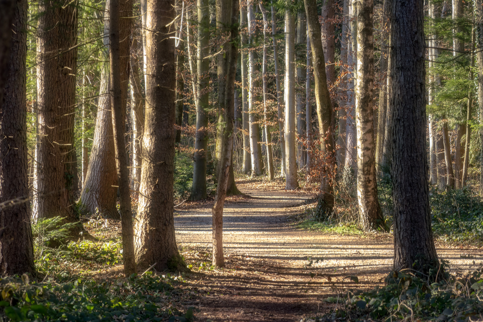 frische Luft Foto & Bild | pflanzen, pilze & flechten, landschaft ...