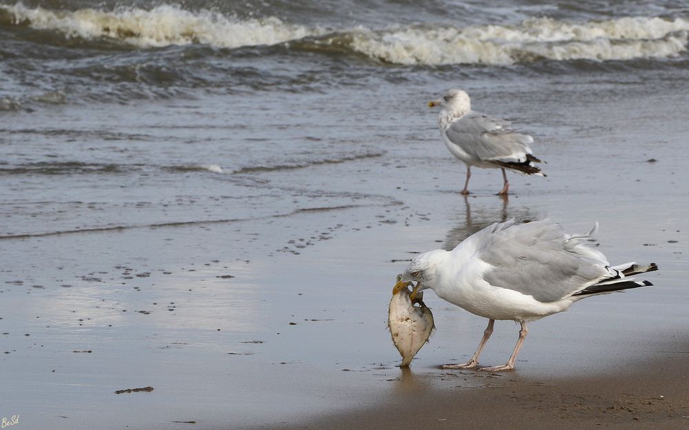 Frische Scholle...... Foto & Bild | fotos, natur, tiere Bilder auf ...