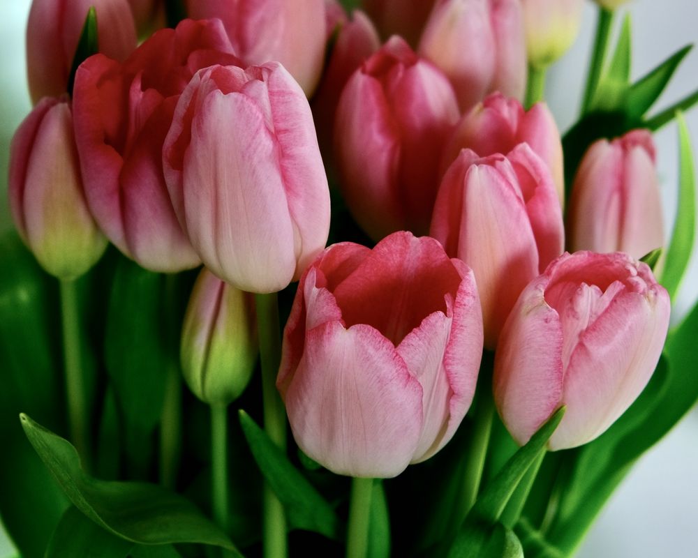 Frische Tulpen Foto & Bild | pflanzen, pilze & flechten, blüten- & kleinpflanzen, tulpen Bilder ...