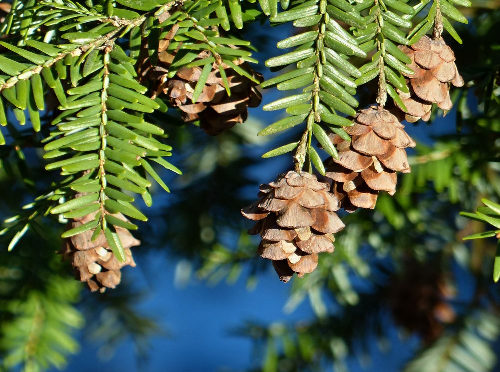frische Zapfen Foto & Bild | pflanzen, pilze & flechten, bäume ...