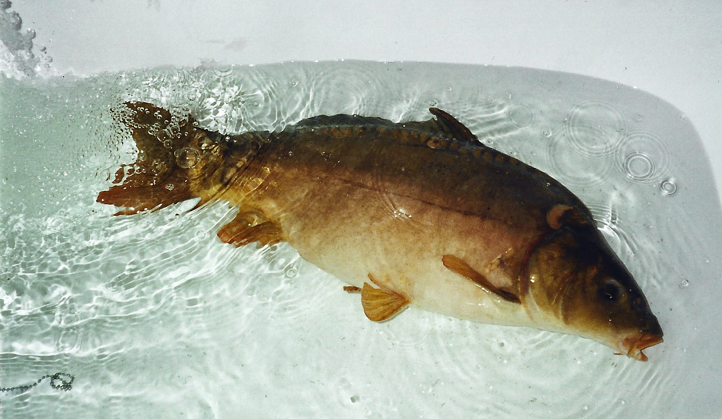 Frischer Fisch Foto & Bild | world, dokumentation, outdoor Bilder auf ...