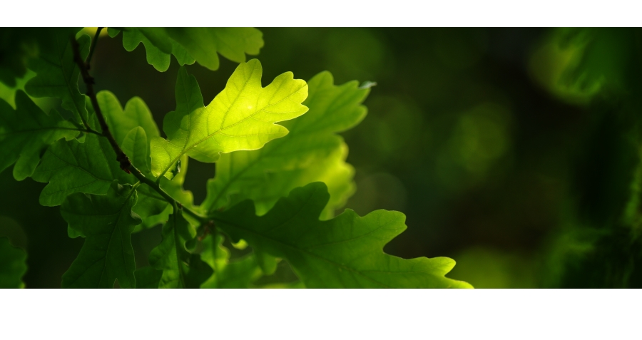 Frisches Eichenlaub Foto & Bild | pflanzen, pilze & flechten, bäume ...