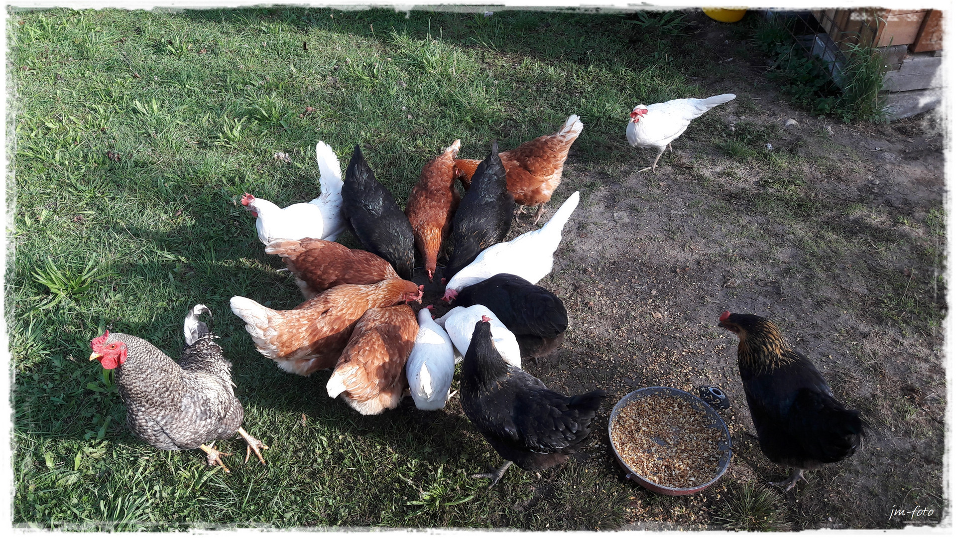 Frisches Futter Foto & Bild | tiere, haustiere, nutztiere Bilder auf ...