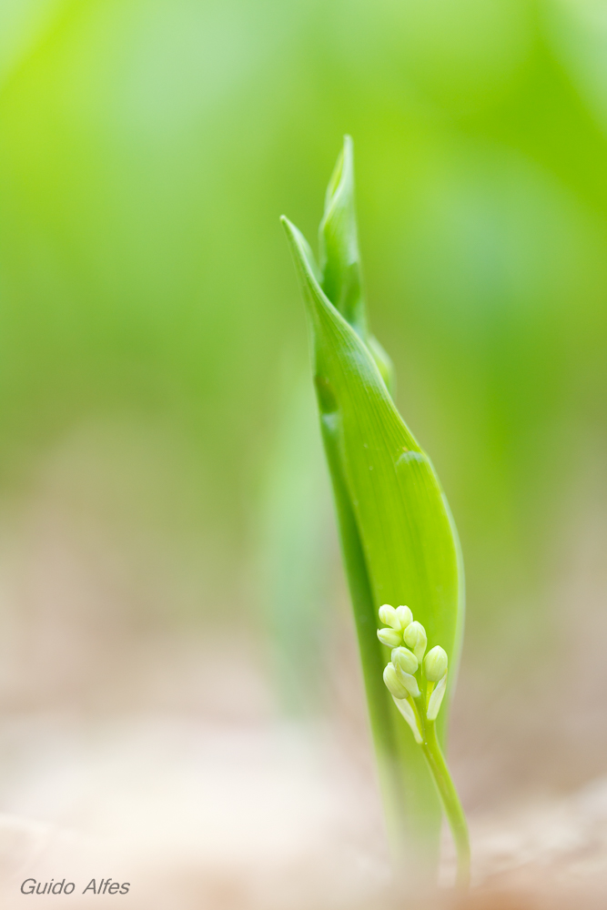 Frisches Gift Foto & Bild | bätter,blumen&blüten, frühling, giftig ...