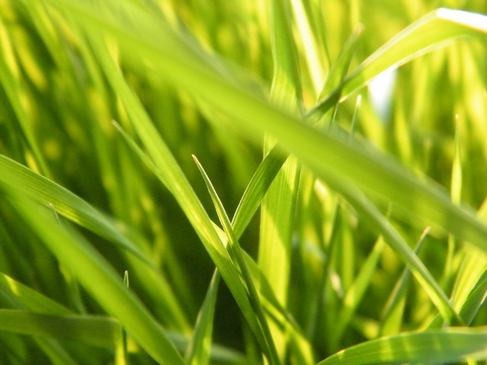 frisches Gras Foto & Bild | jahreszeiten, sommer, natur Bilder auf ...