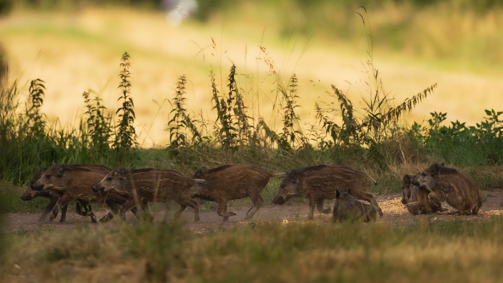 Frischlinge xfgd (1 von 1) Foto & Bild | tiere, wildlife, tierkinder ...