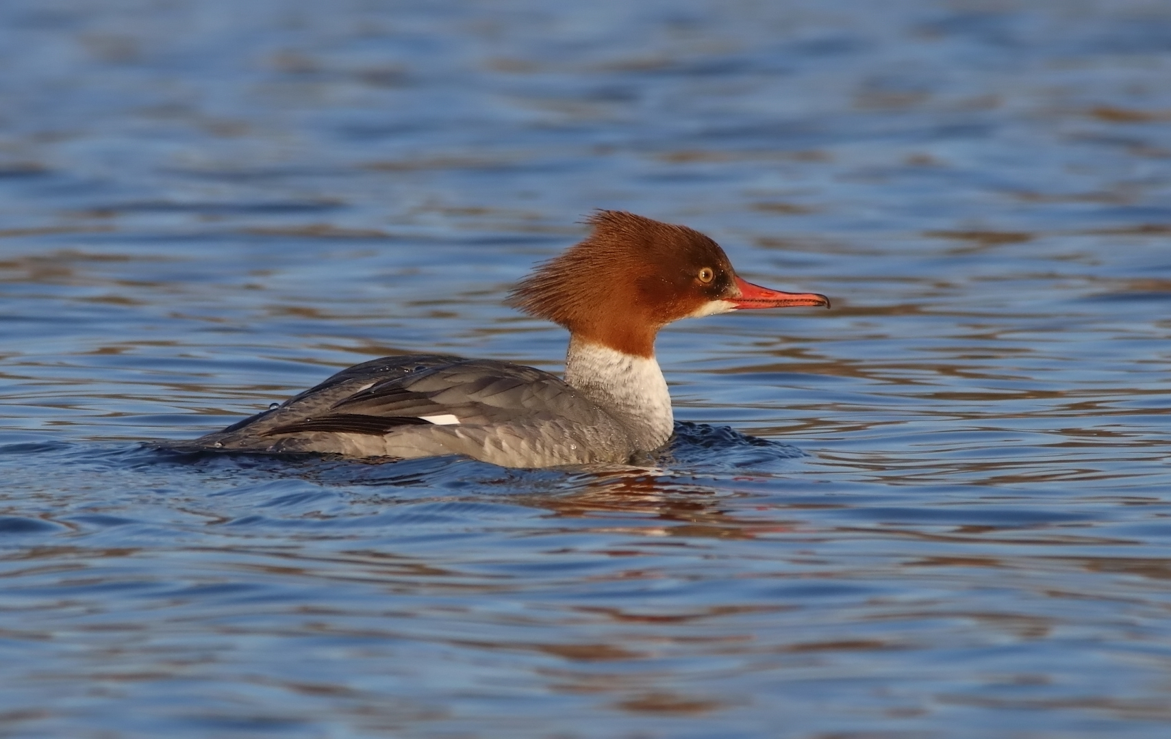 Frisur sitzt Foto & Bild | enten, wildlife, gänsesäger Bilder auf ...