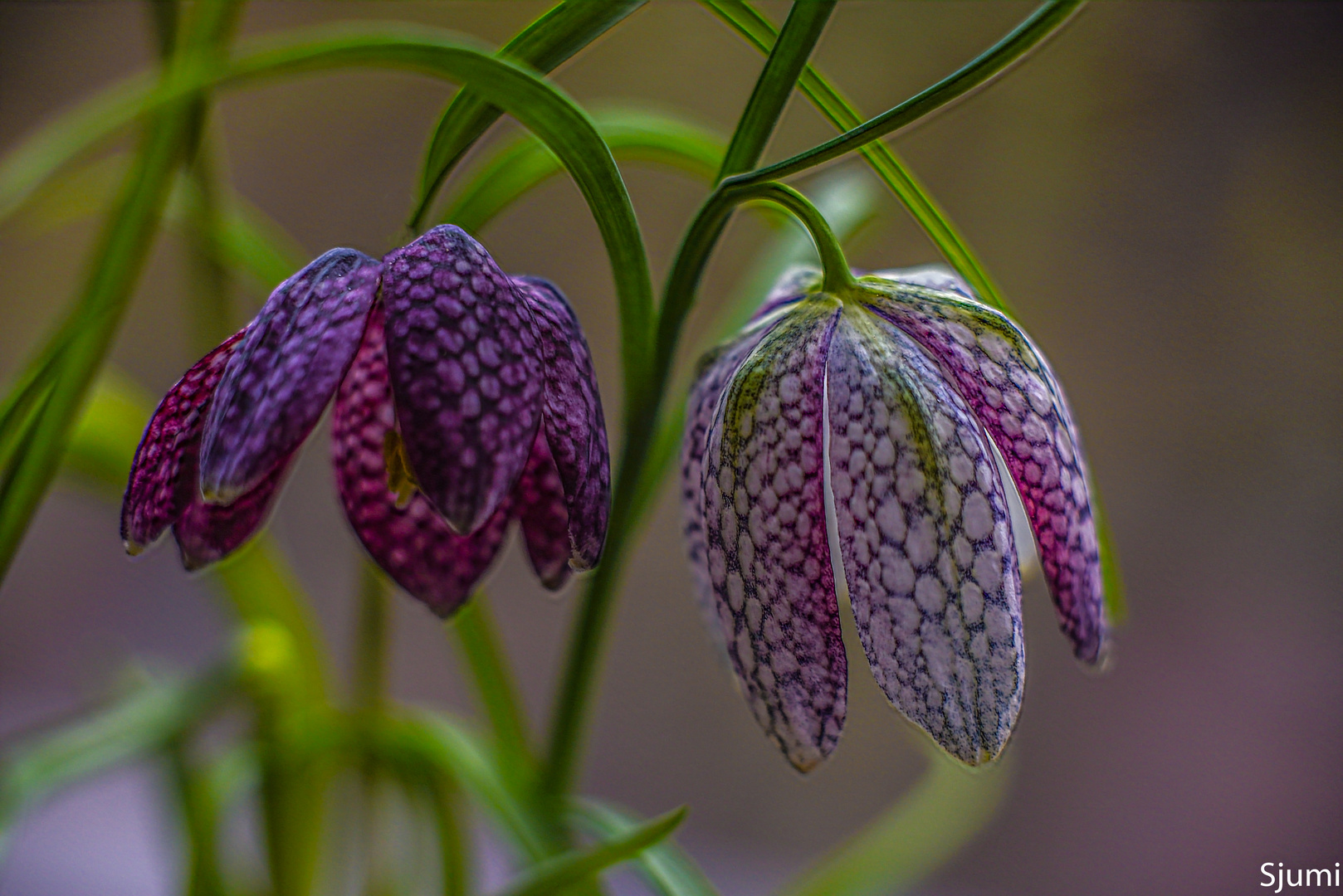 Fritillaria meleagris Foto & Bild | makro, frühling, natur Bilder auf ...
