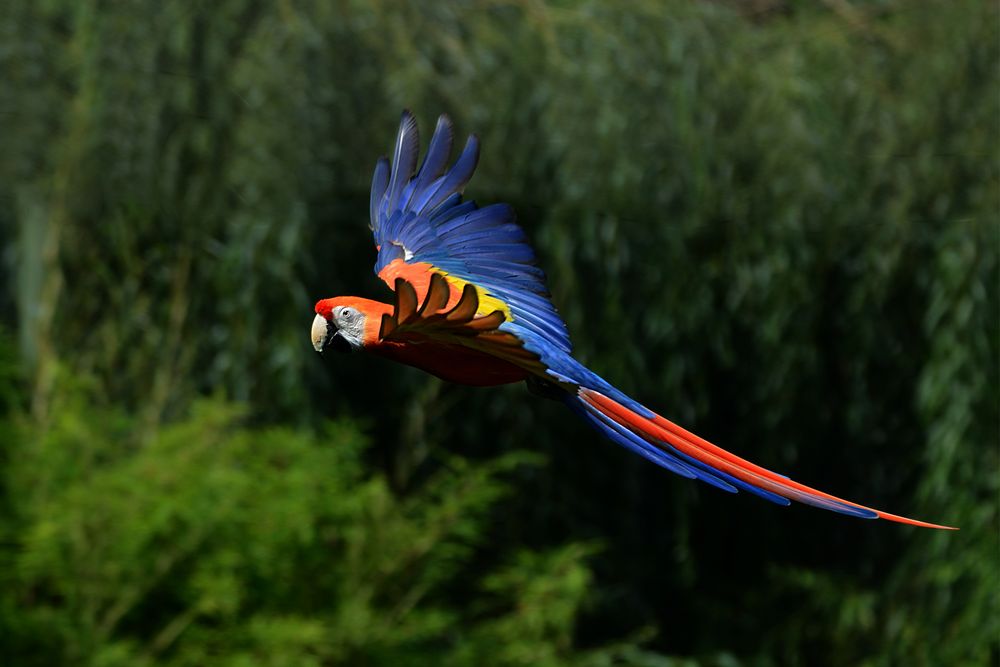 Fröhlich bunt Foto & Bild | world, natur, flug Bilder auf fotocommunity