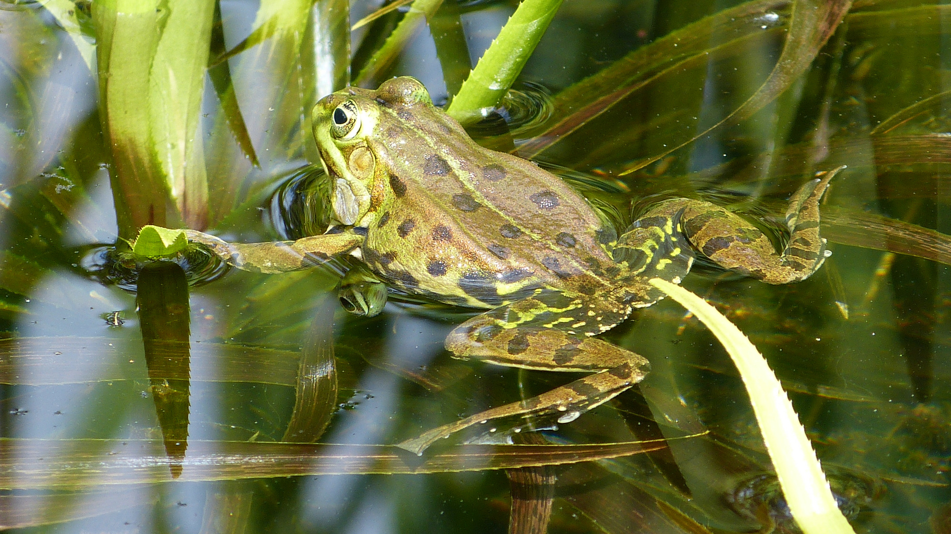 Frösche Foto & Bild | tiere, wildlife, wildlife: sonstige tiere Bilder ...