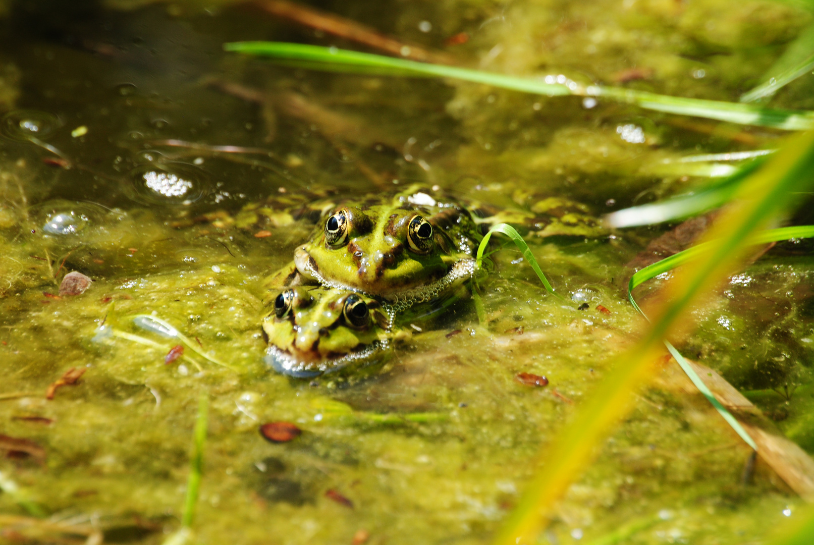 Frösche Foto & Bild | tiere, krabbeltierchen & co, natur Bilder auf ...