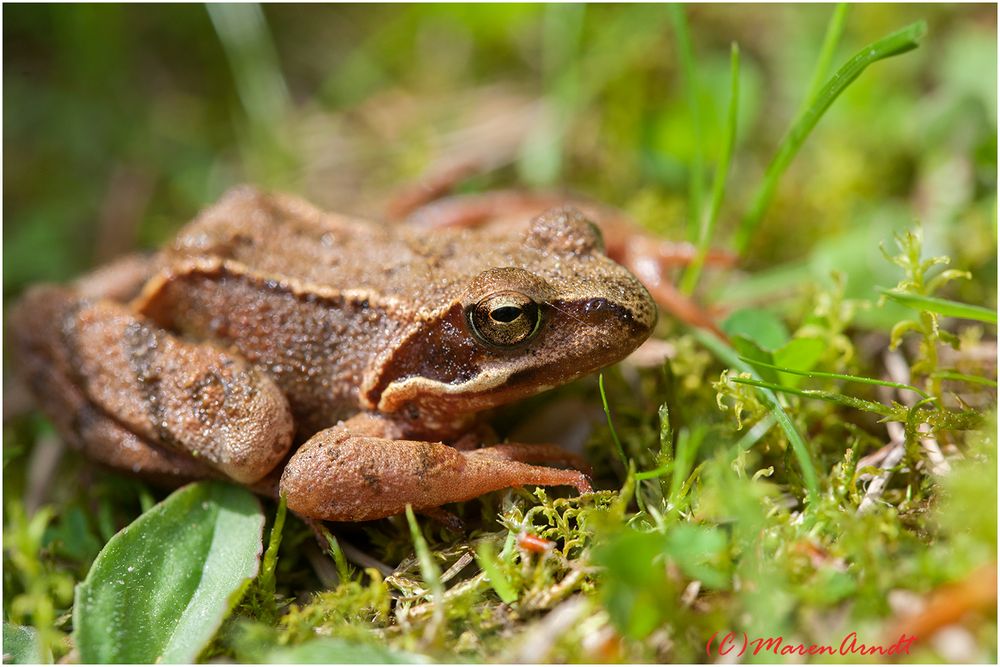 Frösche lieben Regenwetter Foto & Bild | tiere, wildlife, amphibien ...