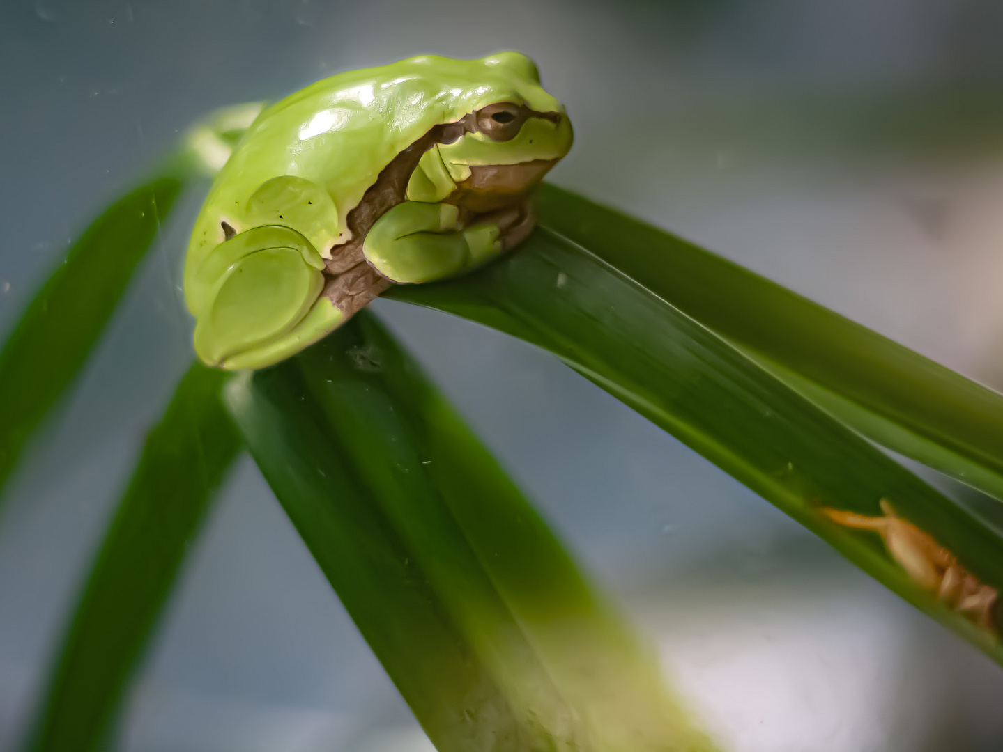 Frog Foto & Bild | fotos, photography, spezial Bilder auf fotocommunity