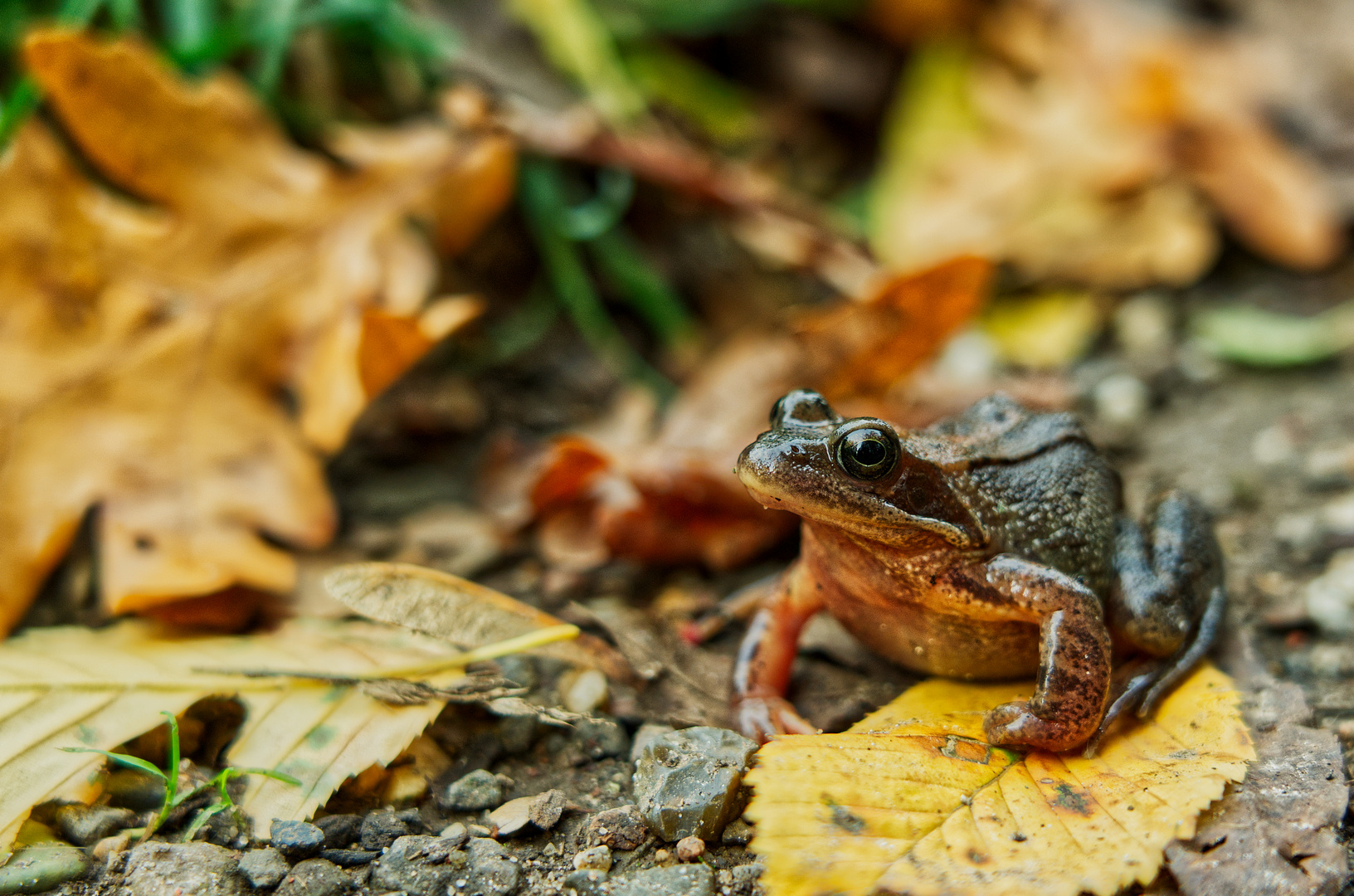 Frog Foto & Bild | tiere, fotos, outdoor Bilder auf fotocommunity