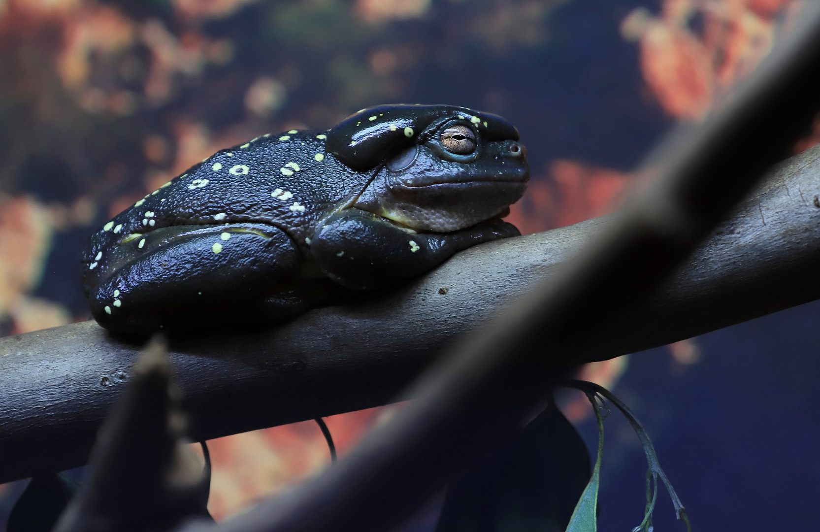 frog Foto & Bild | australia, world, natur Bilder auf fotocommunity