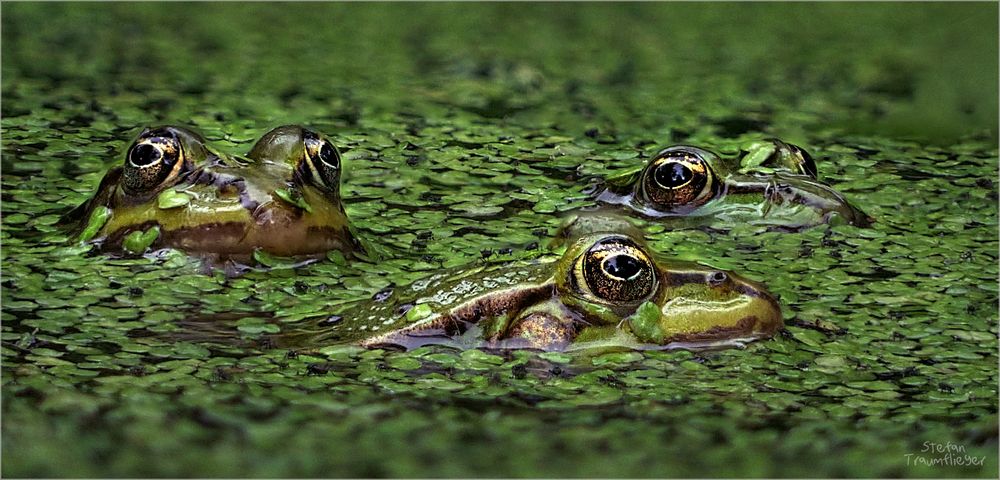 Frog-Trio Foto & Bild | tiere, wildlife, amphibien & reptilien Bilder ...