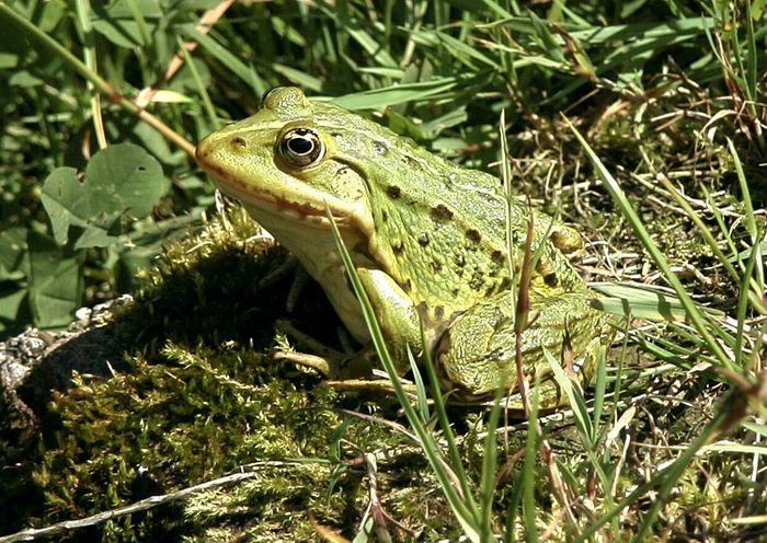 Froggi Foto & Bild | tiere, wildlife, amphibien & reptilien Bilder auf ...