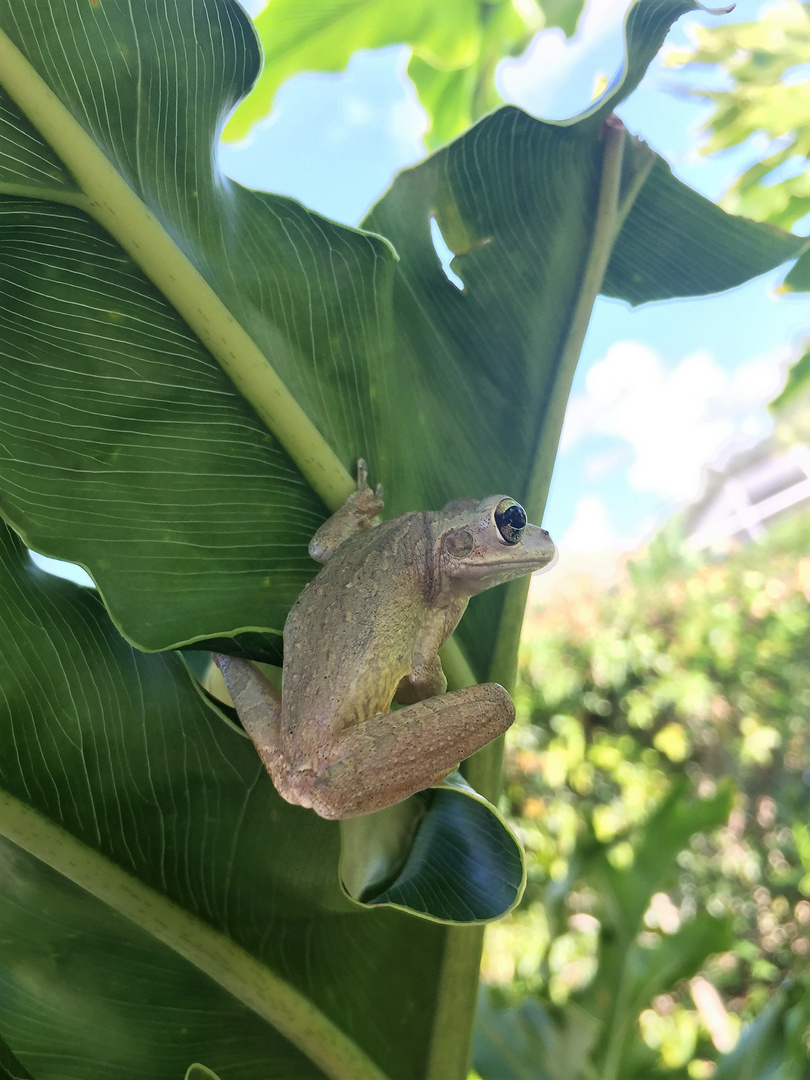 Froggi in Florida Foto & Bild | natur, tiere, wildlife Bilder auf ...