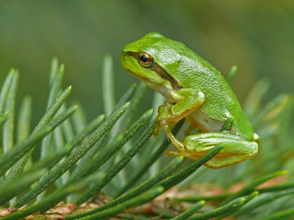 Froggy Foto & Bild | tiere, wildlife, amphibien & reptilien Bilder auf ...