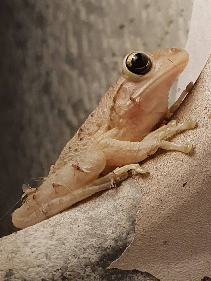 Froggy in Florida Foto & Bild | tiere, natur, wildlife Bilder auf ...