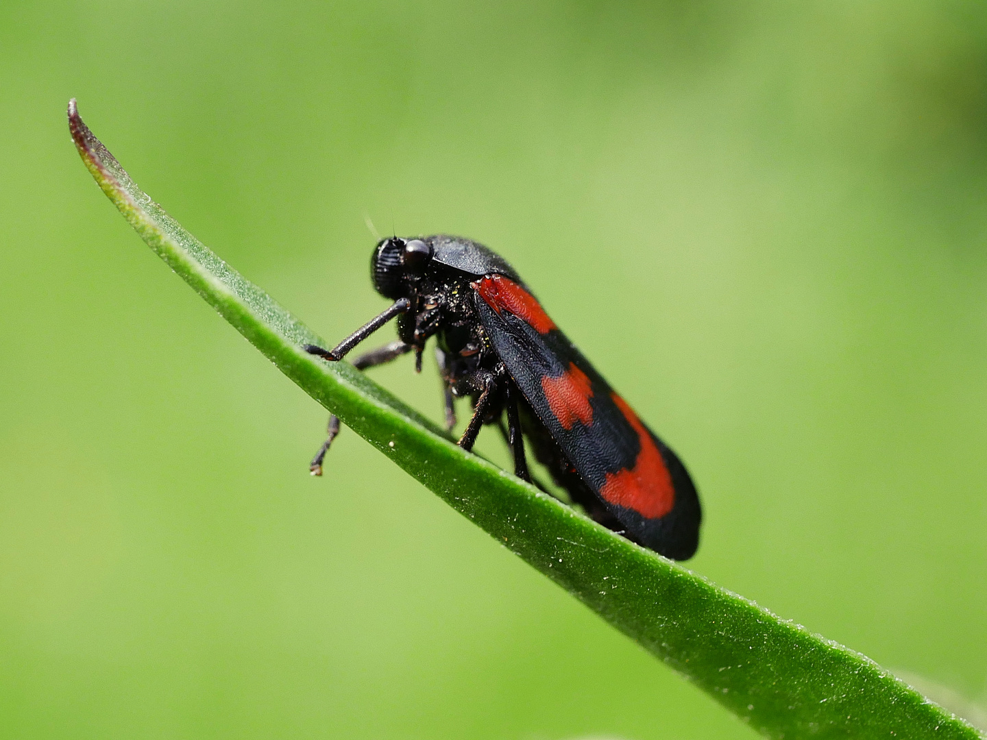 Froghopper Foto & Bild | tiere, wildlife, insekten Bilder auf fotocommunity