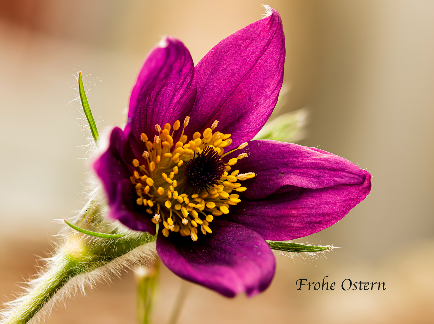 Frohe Ostern Foto And Bild Pflanzen Pilze And Flechten Blüten