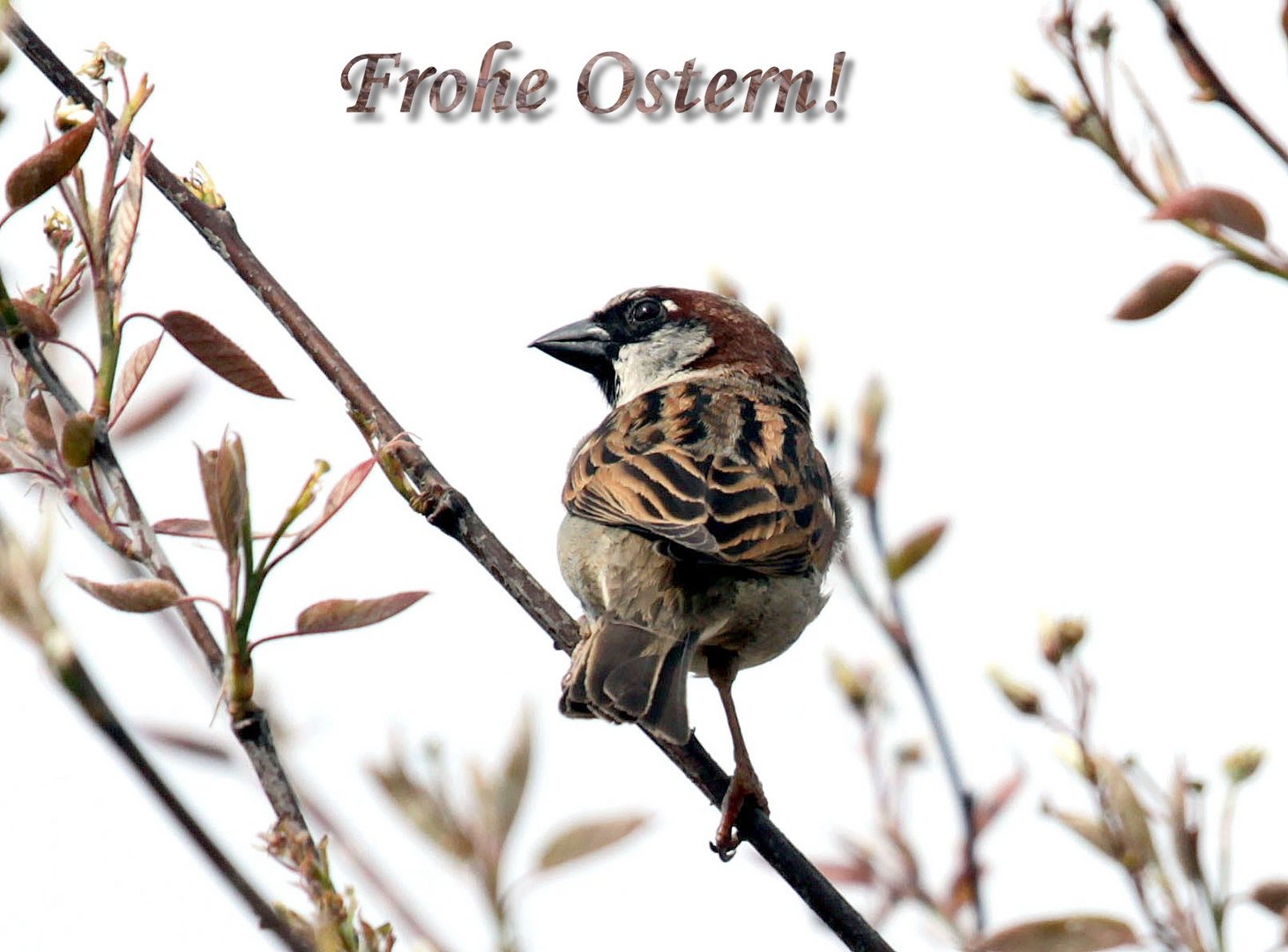 Frohe Ostern und... Foto & Bild | tiere, wildlife, wild lebende vögel ...