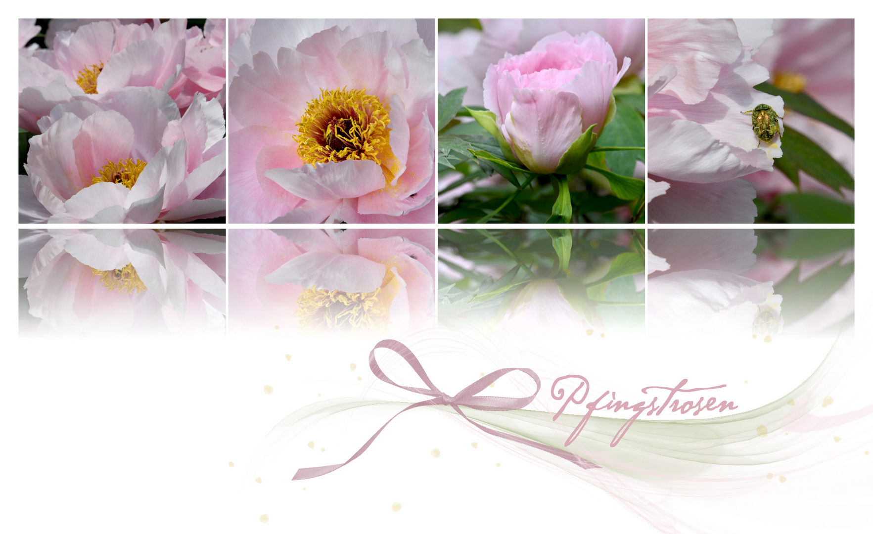 Frohe Pfingsten Foto & Bild | collage, collagen, pfingstrose Bilder auf ...