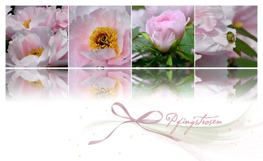 Frohe Pfingsten Foto & Bild | collage, collagen, pfingstrose Bilder auf ...