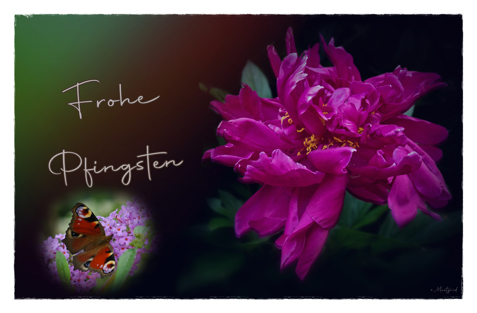 Frohe Pfingsten Foto & Bild | rot, sommer, makro Bilder auf fotocommunity