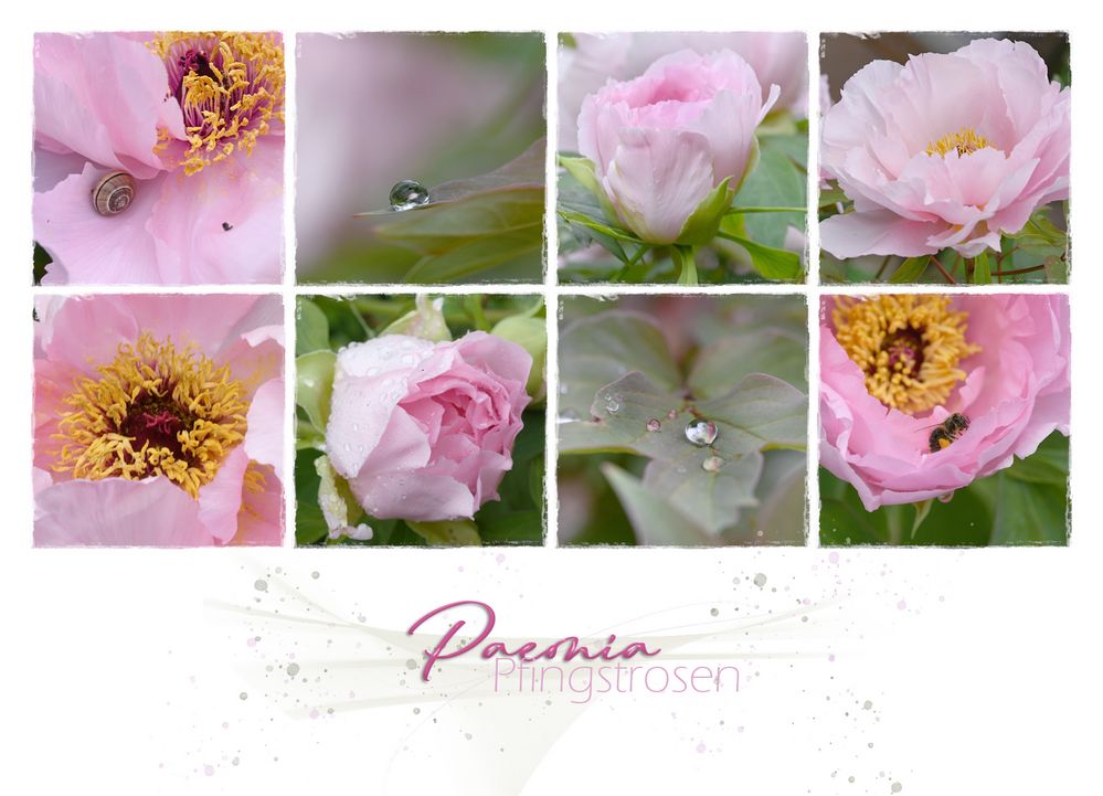 Frohe Pfingsten Foto & Bild | collage, pfingsten, pfingstrose Bilder ...